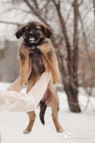 Щенок Хейли в дар