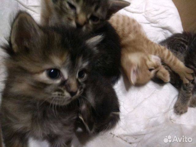 Шесть милых котят