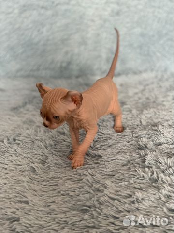 Продам котят породы Эльф