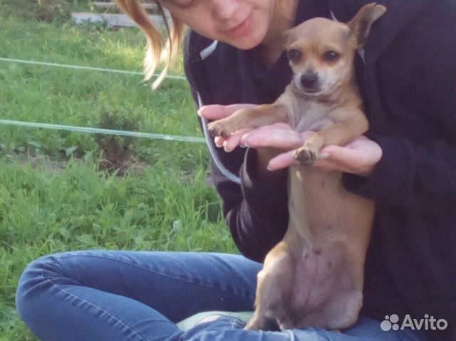 Люся, той терьер