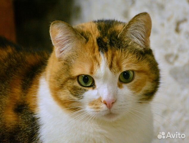 Мила ждет хозяина