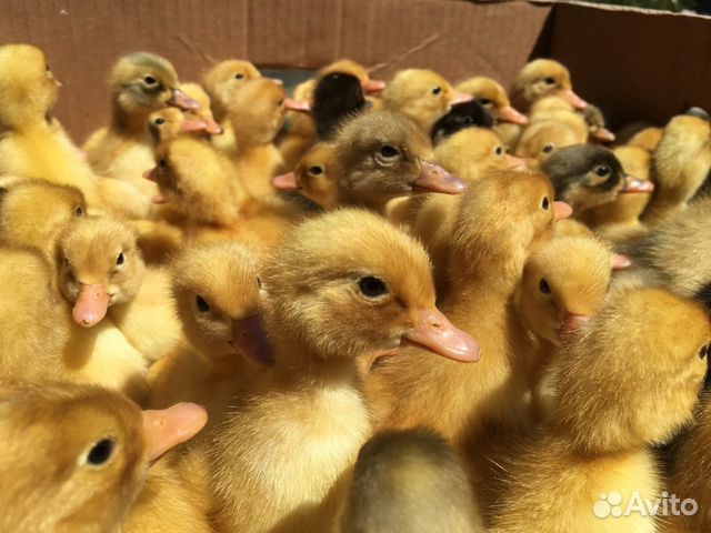 Продажа цыплят, бройлер