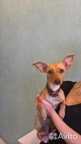 Найдена собака