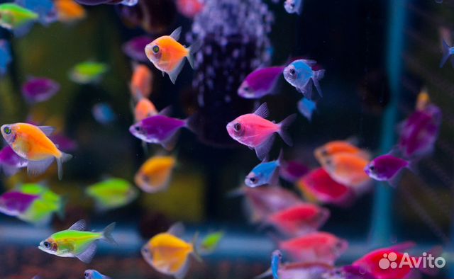 Опт тернеция И данио