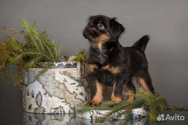 Щенок гриффона