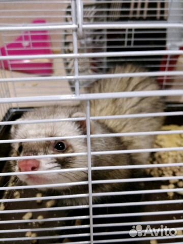 Хорек мальчик