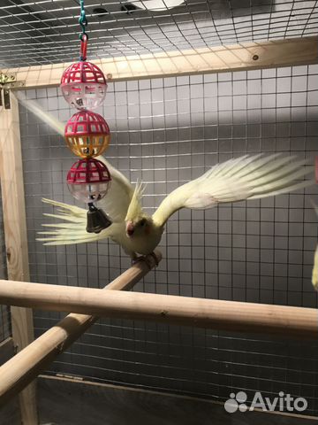 Попугай (птенцы)