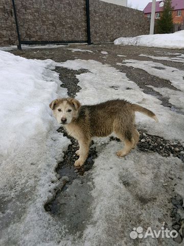 Щенки в добрые руки