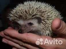 Еж африканский