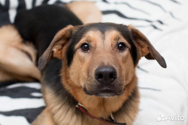 Самый добрый пёс Робушка ищет любящих хозяев