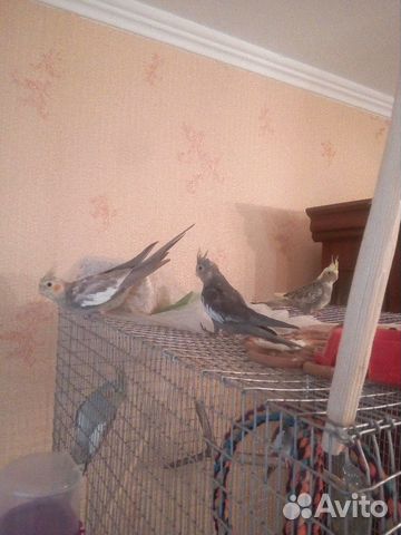 Попугай коррела