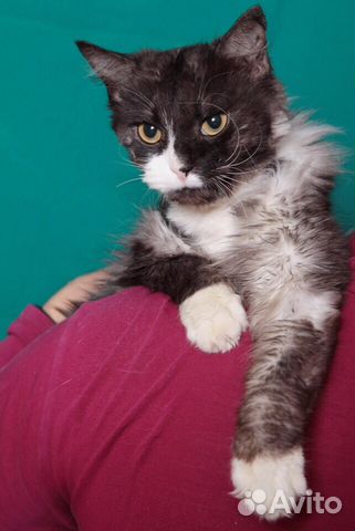 Ищет дом кот породы курильский бобтейл