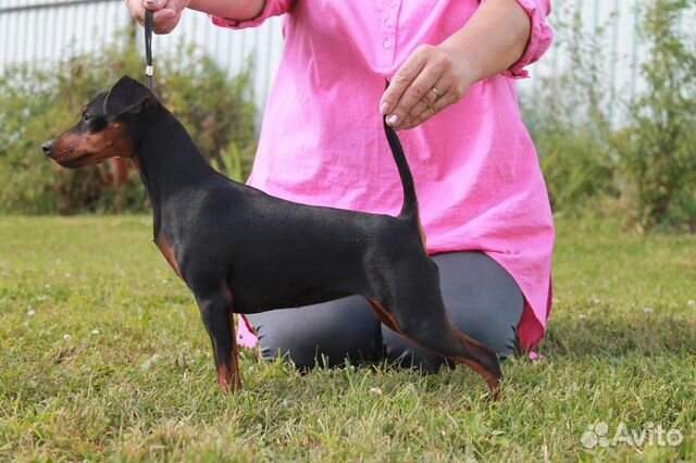 Цвергпинчеры