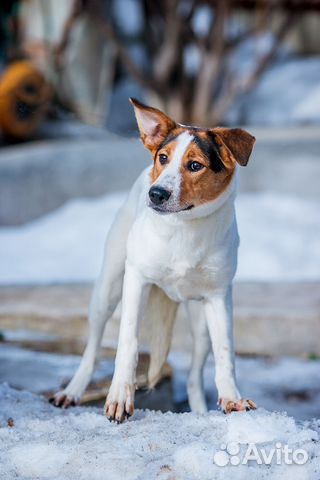 Красавица щенок Джерри в добрые руки
