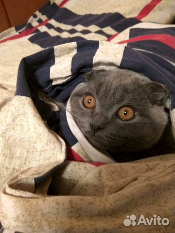 Вязка. Скотиш фолд