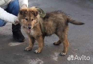 Крупный пушистый щенок мальчик
