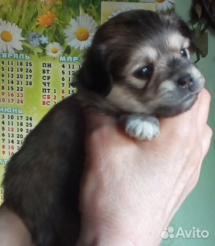 Щенок длинношерстного той-терьера