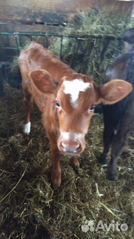 Телки от высокоудойных коров 3-4 отел