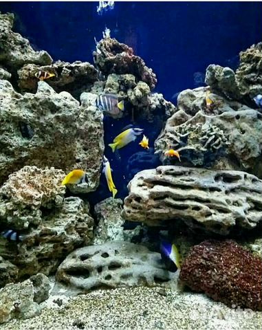 Дизайн, обслуживание морских и пресных аквариумов