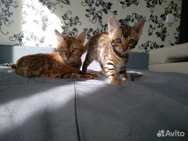Котята бенгалы