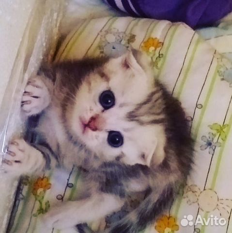 Шотландские плюшки