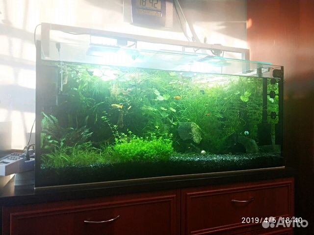 Аквариум, фильтр, CO2. Готовая пресноводная систем