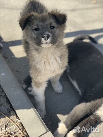 Щенки в добрые руки