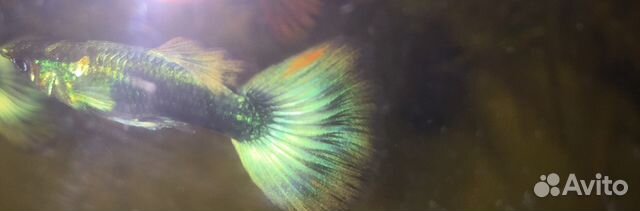 Рыба гуппи неон