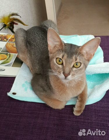 Молодая кошечка