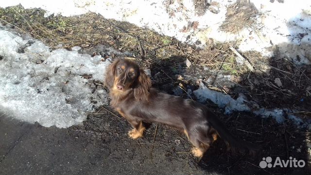 Миниатюрная длинношерстная такса