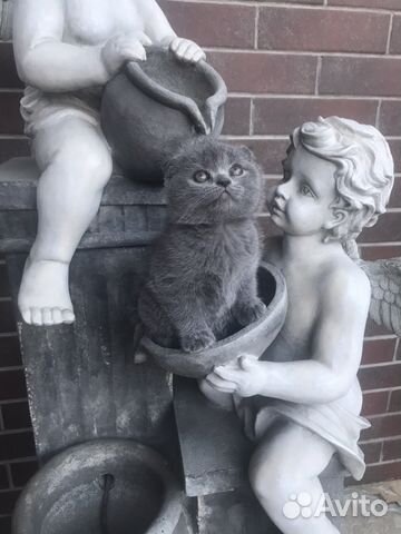 Шикарная вислоухая британочка