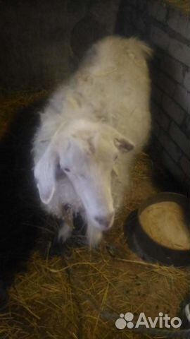Продам Козу