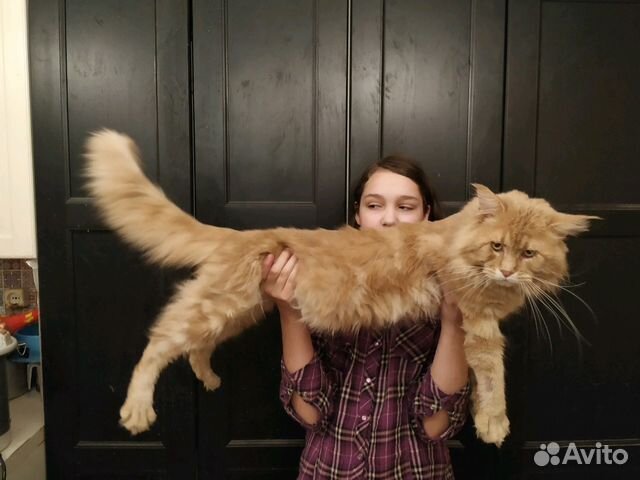Взрослый кот в разведение