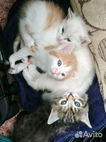Отдам котят в хорошие руки