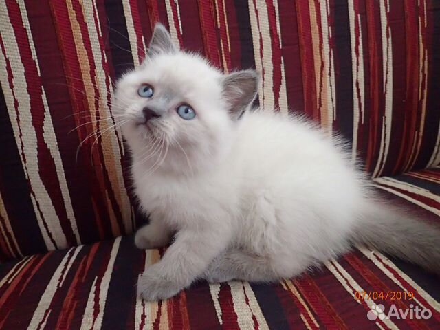 Шотландская кошечка