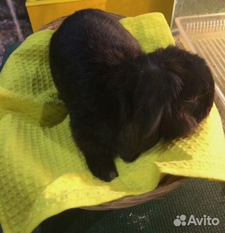 Кролик вислоухий с клеткой