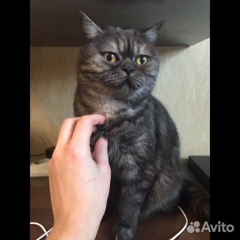 Идеальная кошка в дар, возраст 5 лет