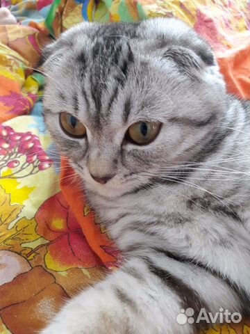 Шотландская вислоухая, ищем котика