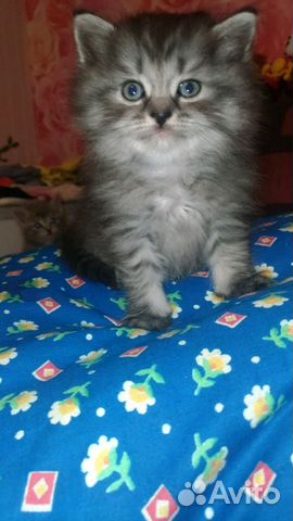 Шотландский котик