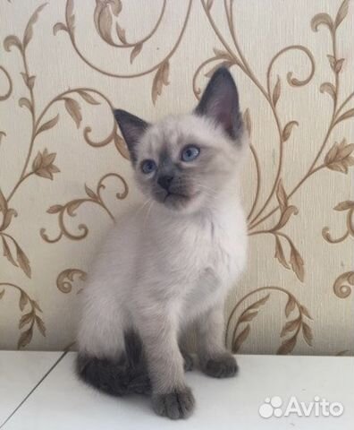 Сиамский котенок, сил пойнт