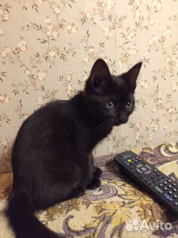 Черный котенок. Девочка. 2,5 мес
