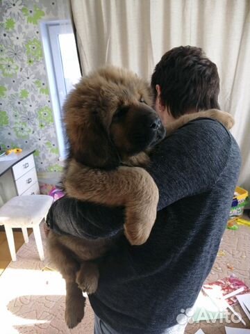 Щенки Тибетского мастифа