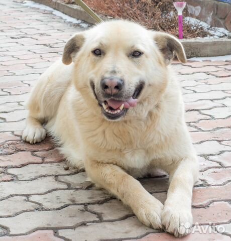 Люся, крупная на охрану