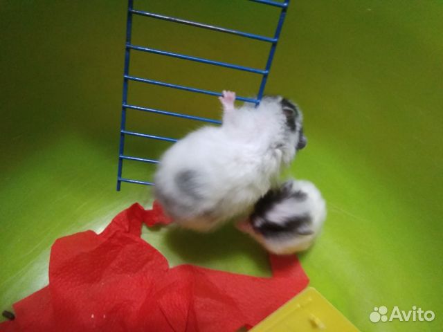 Хомячки