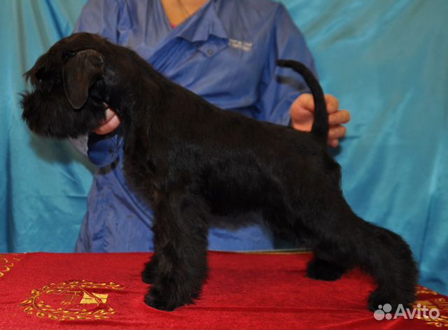 Щенок цвергшнауцера черного окраса девочка