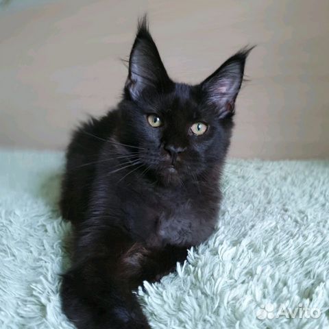 Котята мейн-кун