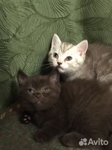 Британские котята