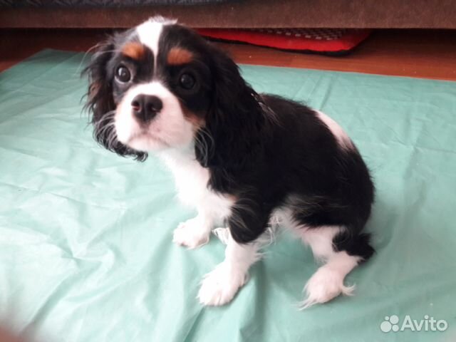 Щенок Кавалер Кинг Чарльз спаниель,девочка