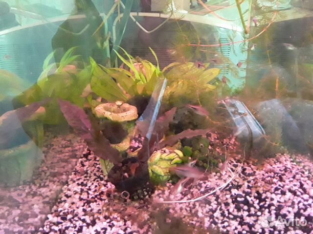 Аквариум 150 литров с рыбками