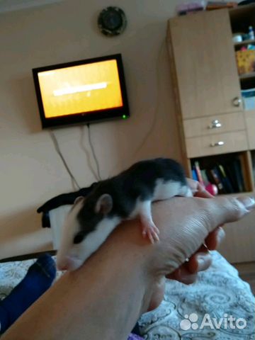 Крыса крысята крыски